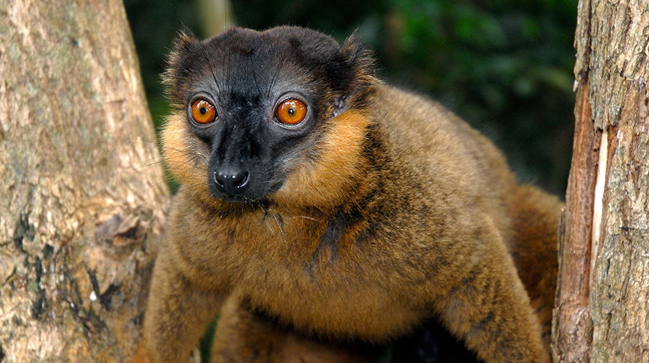 THEPOPCORPS WAS INTO LEMUR MUSIC BEFORE IT WAS BIG – The Pop Corporation